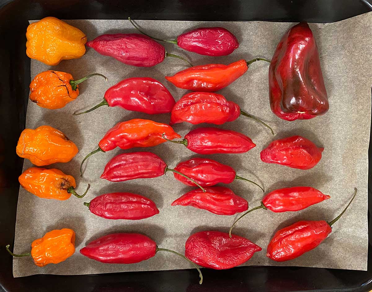 When Life Gives You Peppers, Make Pepper Relish - All The Things I Eat